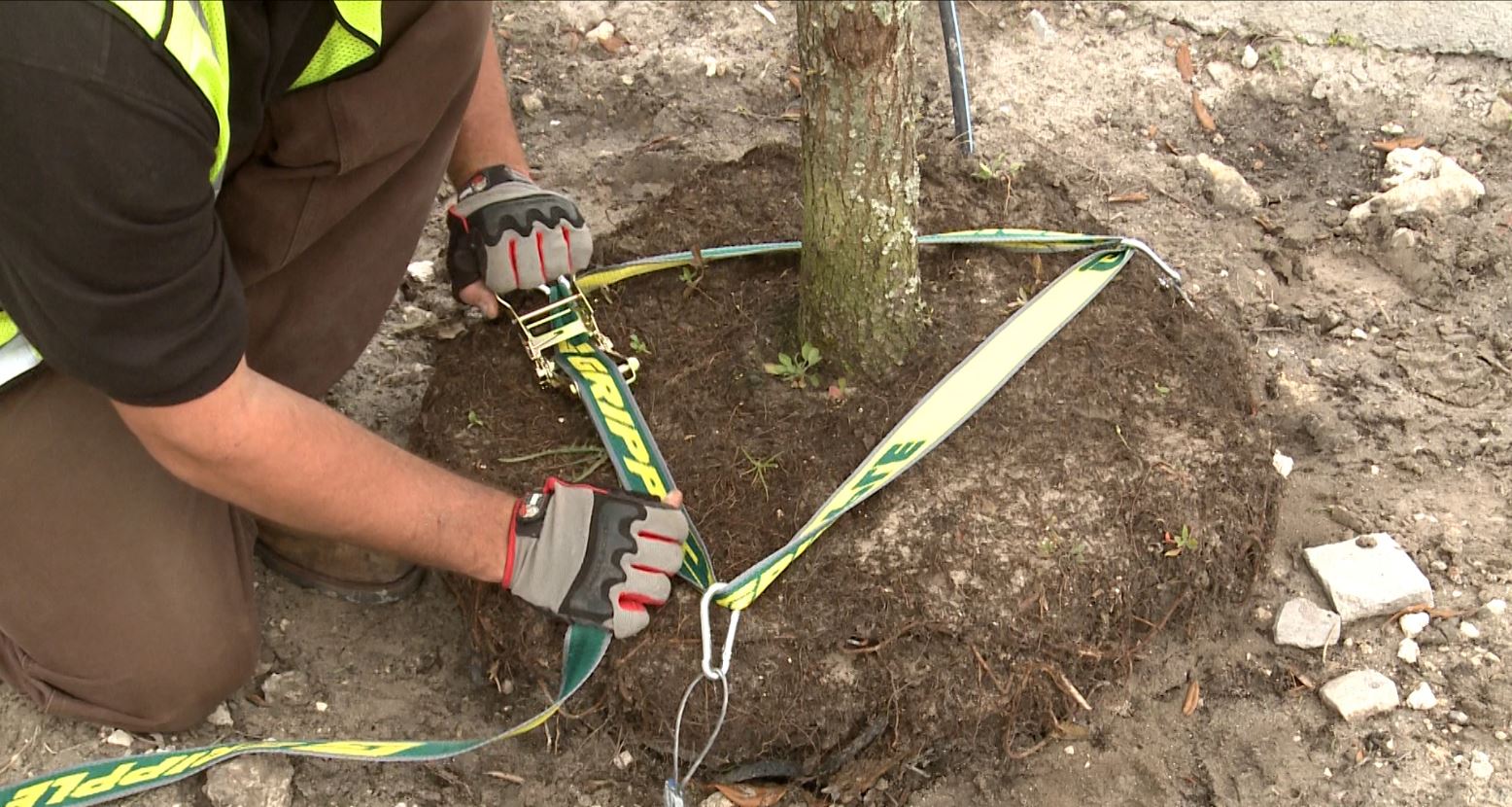 Gripple Root Ball Kit