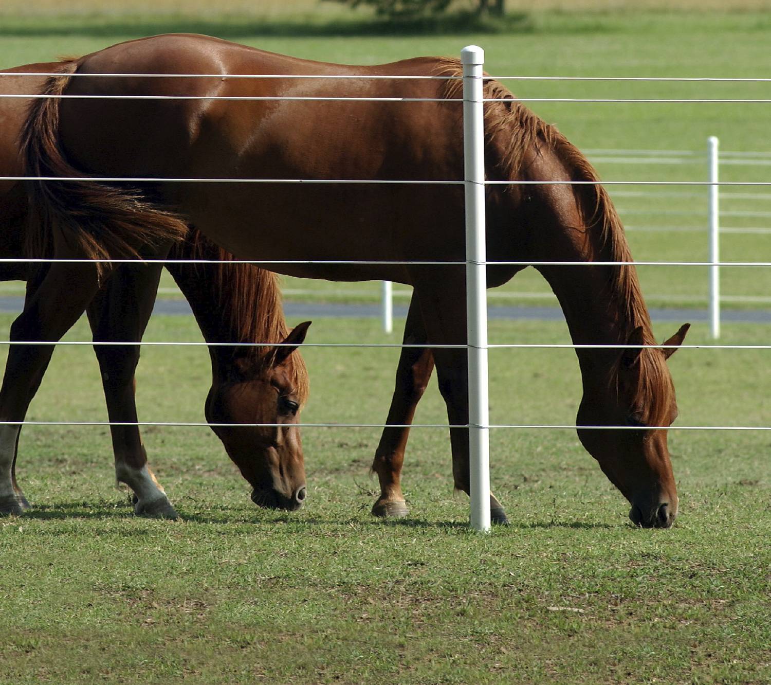 Centaur White Lightening Equiwire 402MTR